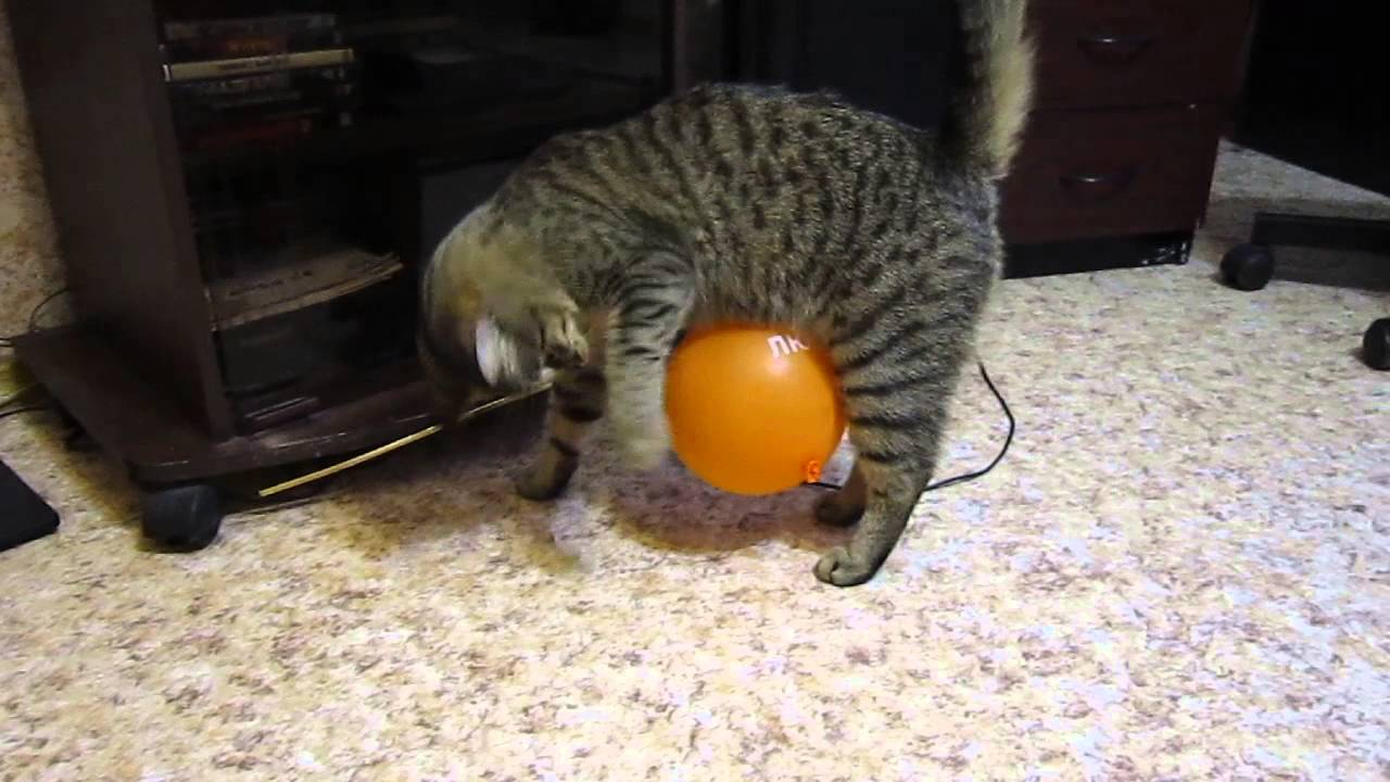 Playful Tabby Cat Gets Stuck to A Bright Orange Balloon Due to the ...