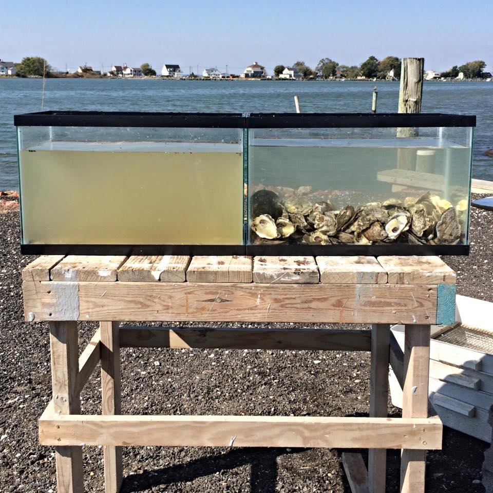 Timelapse of Oysters Filtering Chesapeake Bay Water