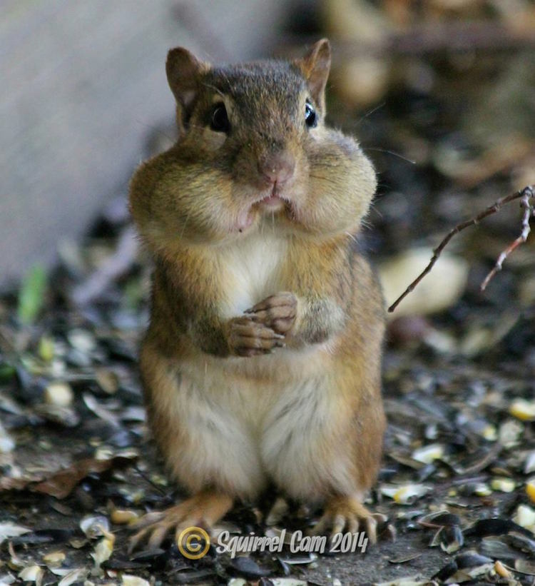 Busy Chipmunks Stuff Their Stretchy Mouths With Oodles of Yummy Acorns