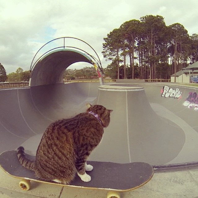 Didga the Skateboarding Cat Wows the Kids at the Local Skate Park With ...