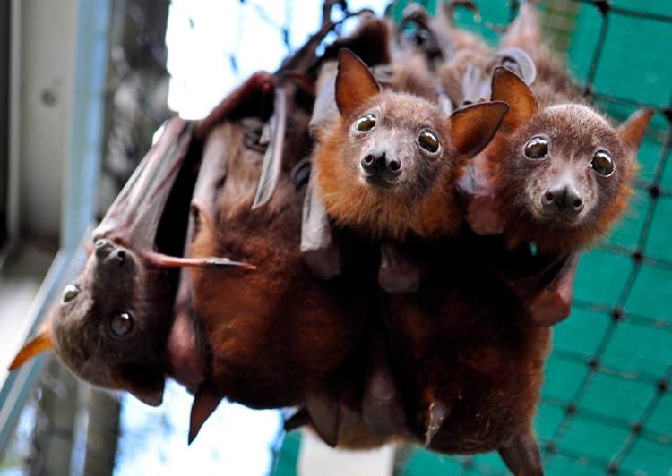 Tolga Bat Hospital, An Australian Sanctuary that Offers Rehabilitation ...