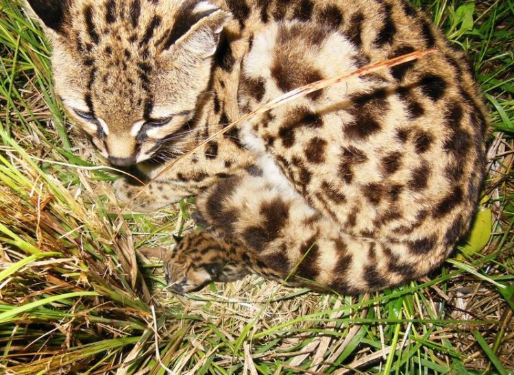 Rare Margay Cat Gives Birth to Healthy Kitten at Animal Sanctuary ...