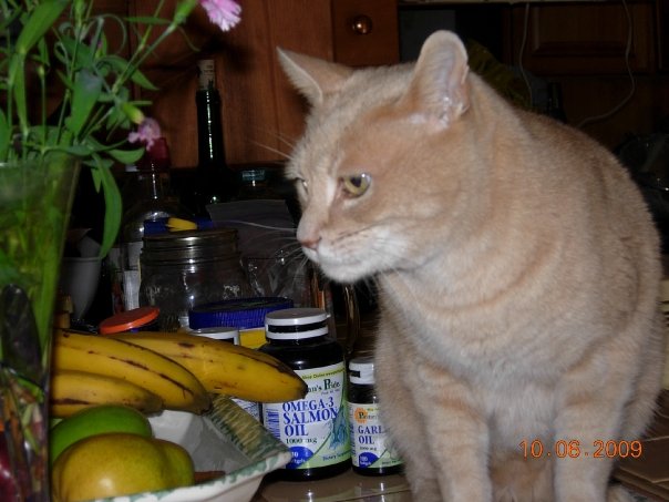 Alaskan Mayor Stubbs the Cat Ran Unsuccessful Race for 2014 Senate as a ...