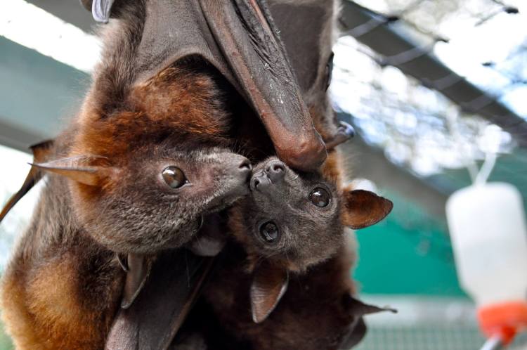 Tolga Bat Hospital, An Australian Sanctuary that Offers Rehabilitation ...