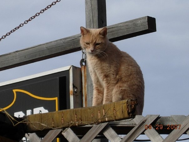 Alaskan Mayor Stubbs the Cat Ran Unsuccessful Race for 2014 Senate as a ...