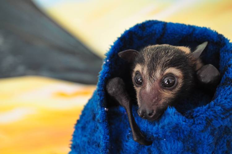 Tolga Bat Hospital, An Australian Sanctuary that Offers Rehabilitation ...