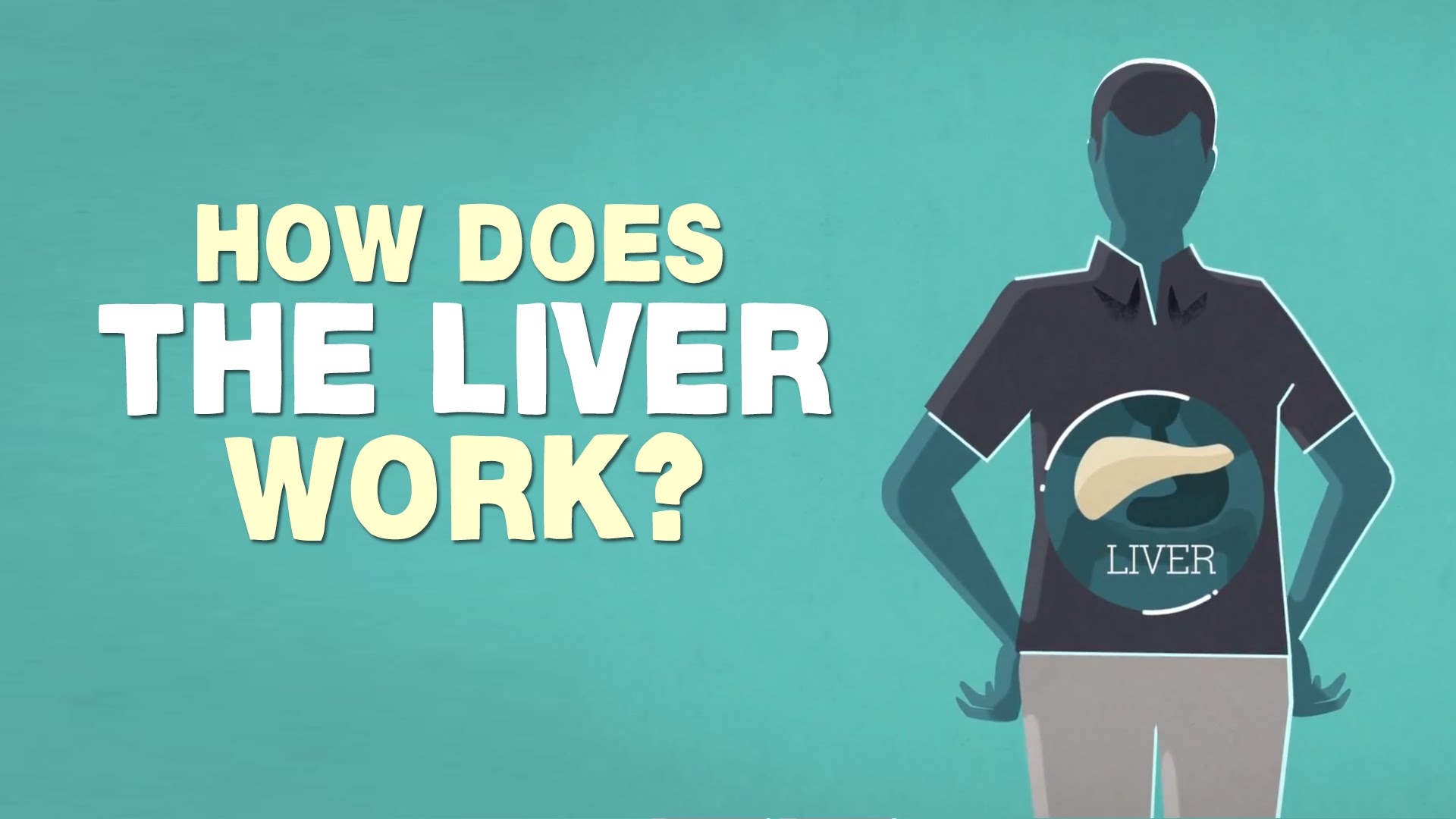 A TED-Ed Animation That Explains What the Liver Does in the Body
