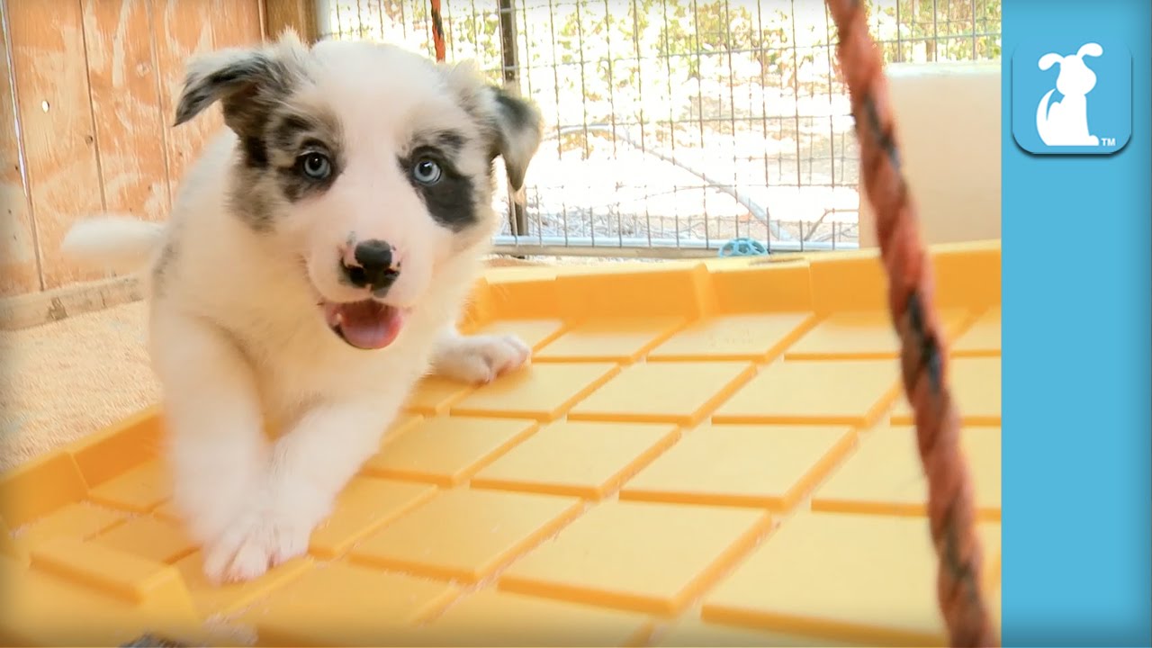 Adorable Australian Shepherd Puppies Try to Climb Aboard a Big Yellow Swing