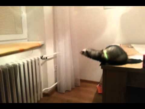 Daring Ferret Falls Short on Making a Successful Jump From the Desk to ...