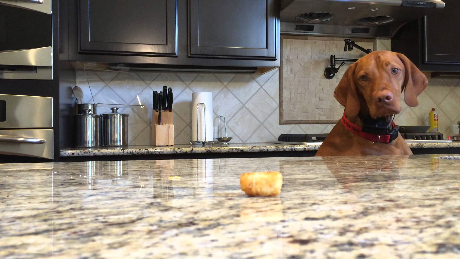 Persistent Vizsla Dog Eagerly Tries to Get at a Single Tater Tot That's ...