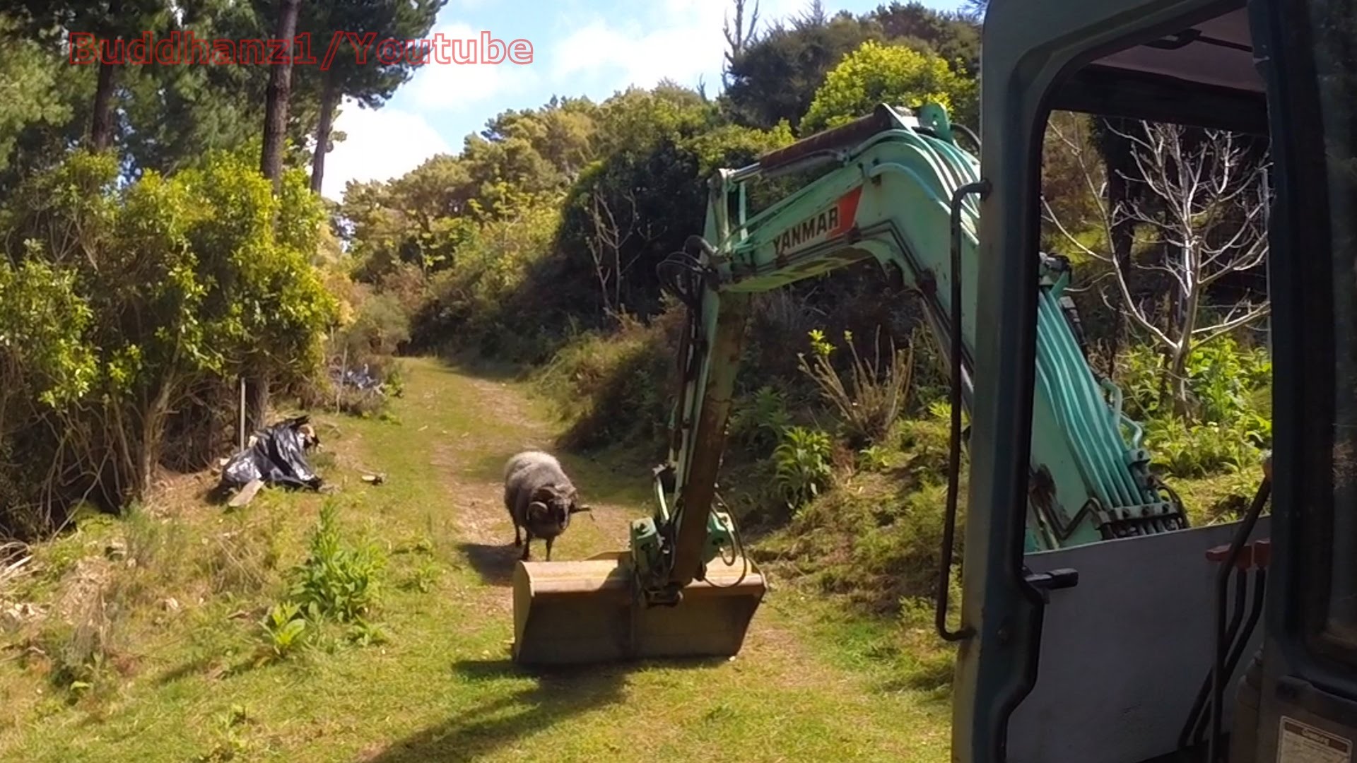 Rambro the Angry Ram Confronts a Piece of Heavy Construction Equipment