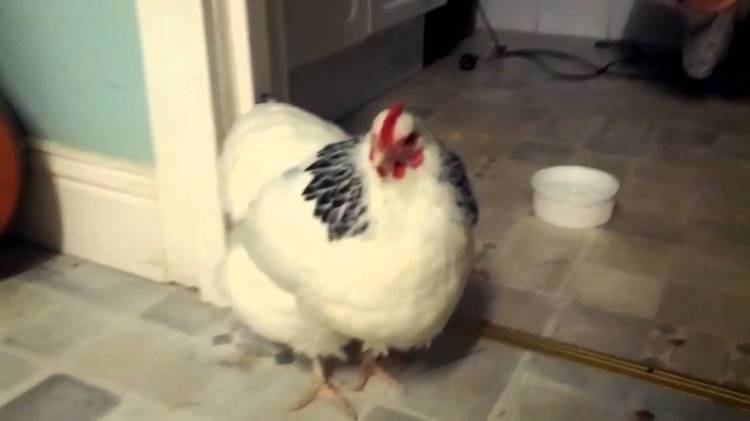 Squeak the Sussex Chicken Ruffles Her Own Feathers With a Big Sneeze
