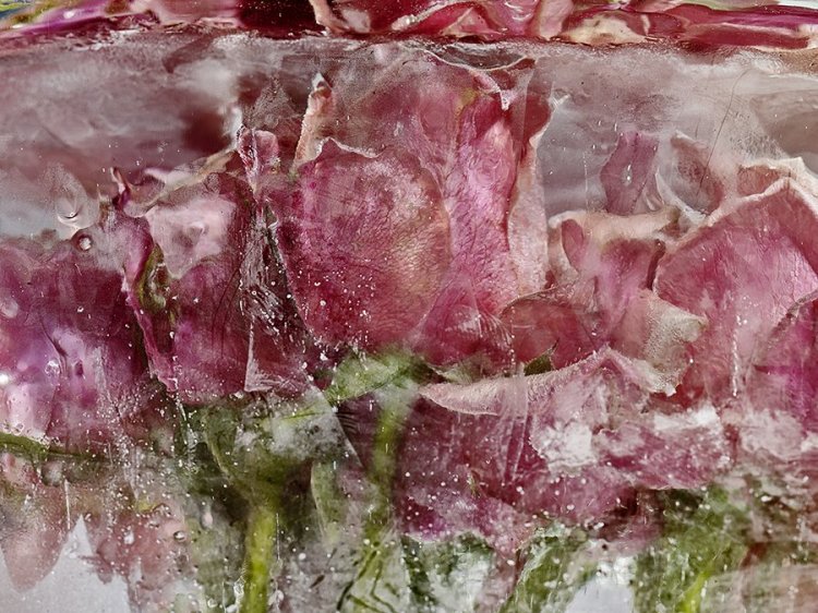 'Locked in the Ether', Eerie Photos of Flowers Frozen in Ice