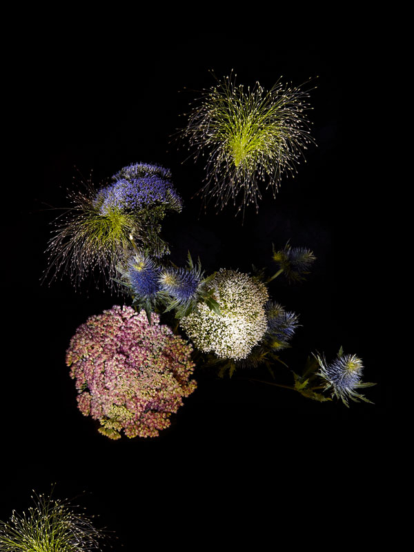 'Flowerworks', Flowers Arranged to Look Like Exploding Fireworks