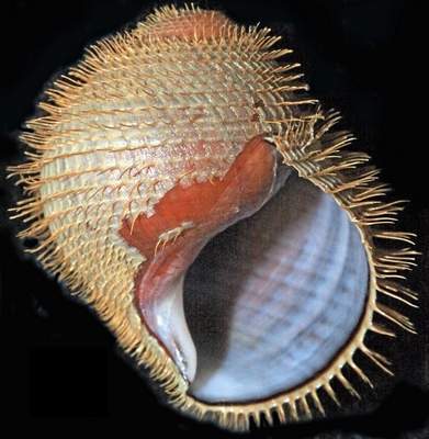 Researchers Name a Deep Sea Spiky Shelled Snail 'A. strummeri' After ...