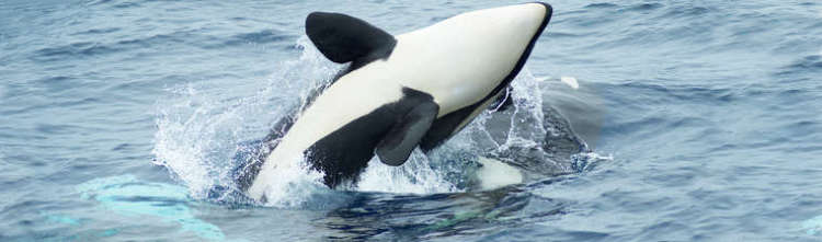 Cameras of the 'Hunt For the Super Predator' Series Captures Wild Orcas ...