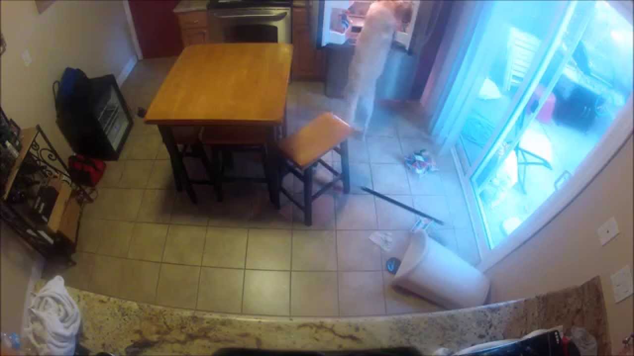 Crafty Yellow Lab Gets Caught Raiding the Refrigerator and Freezer Via ...