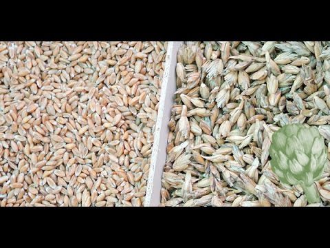 Potluck Video Explains What Spelt Is, Its Relation to Modern Wheat, and ...