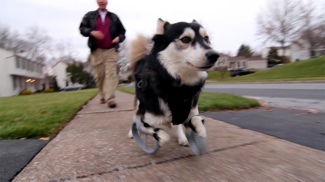 Rescue Dog With Deformed Front Legs Is Now Able to Run With the Help of ...