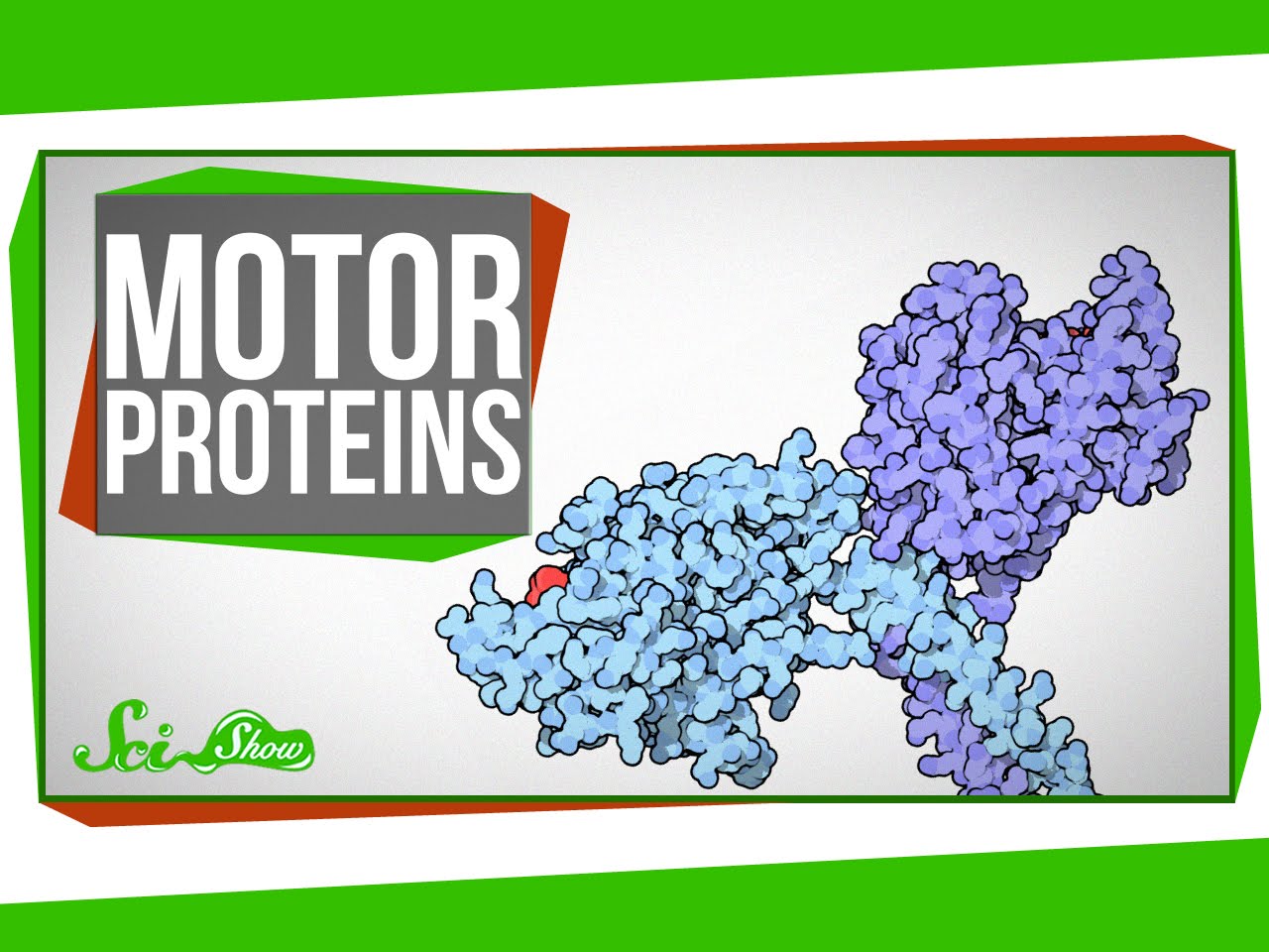 SciShow Explains How Motor Proteins Operate in the Body to Help Cells ...