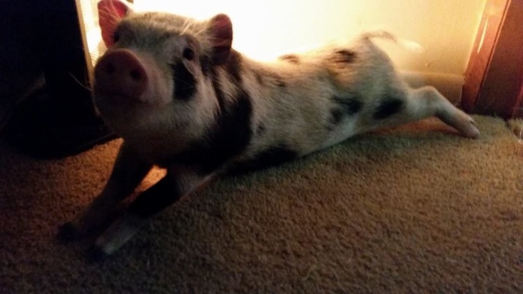 Little Pig Slides Slowly Down an Icy Uphill Sidewalk On a Cold Winter's Day