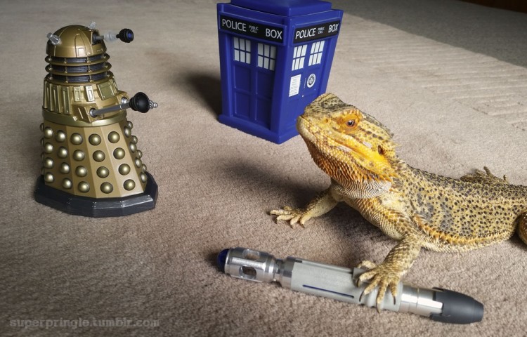 Pringle, The Camera-Loving Bearded Dragon Lizard Who Dresses Up in ...