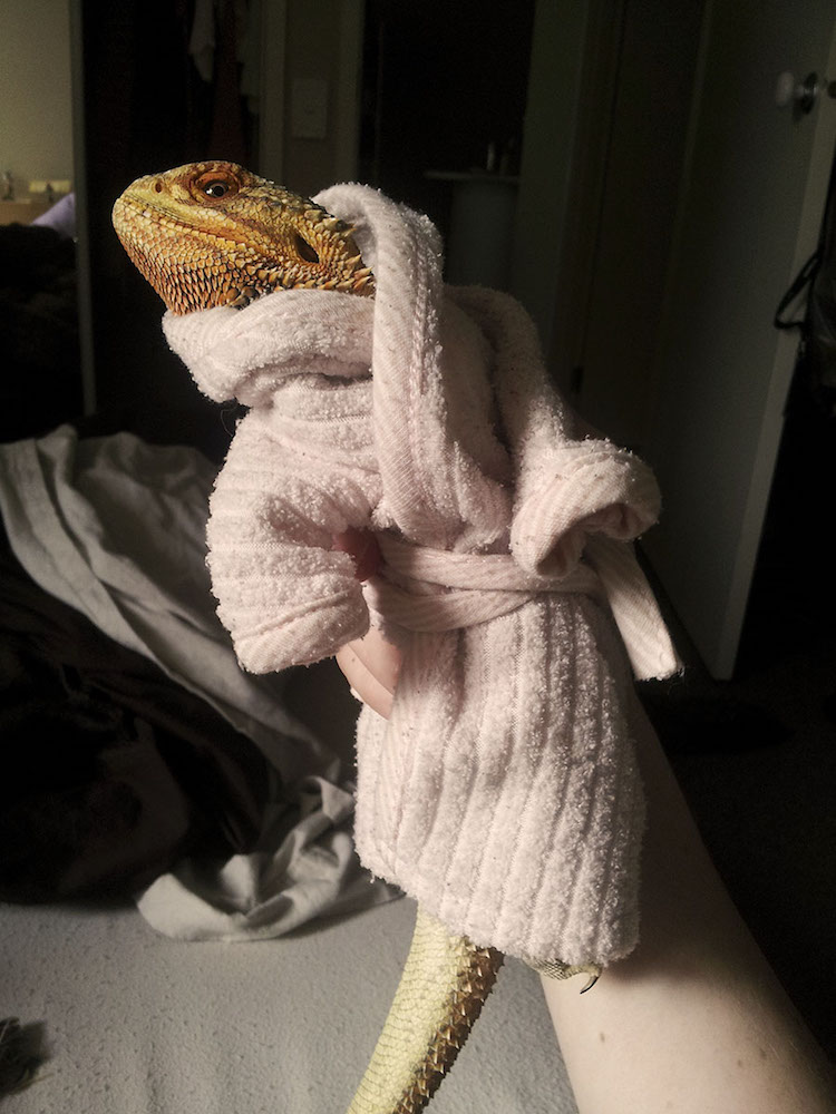 Pringle, The Camera-Loving Bearded Dragon Lizard Who Dresses Up in ...