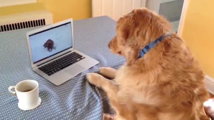 Confused Golden Retriever Dog Tries to Reach Through a Computer Screen ...