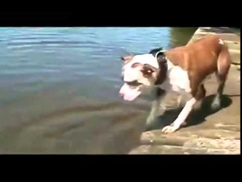 Determined Dog Repeatedly Chases After a Stubborn Rock That Keeps ...
