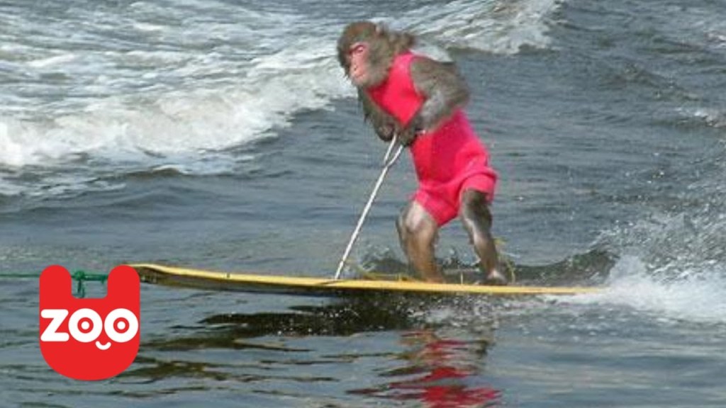 Japanese Macaque Monkeys Waterskiing & Driving Speed Boats