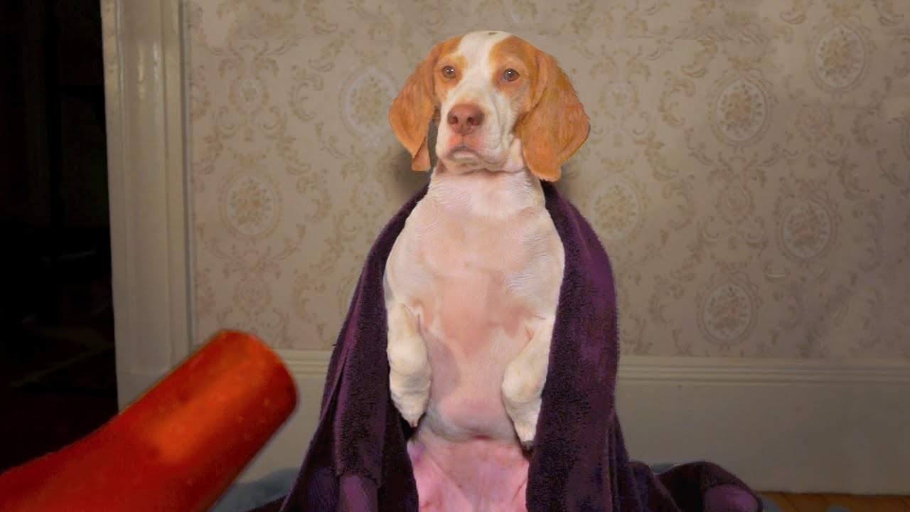 Maymo the Lemon Beagle Goes Public With His Addiction to Being Blow ...