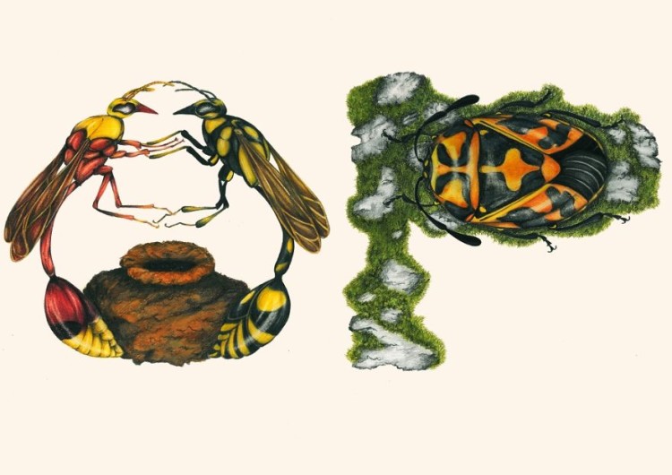 'Insect Alphabet', A Detailed Alphabet Created With Drawings of Bugs ...