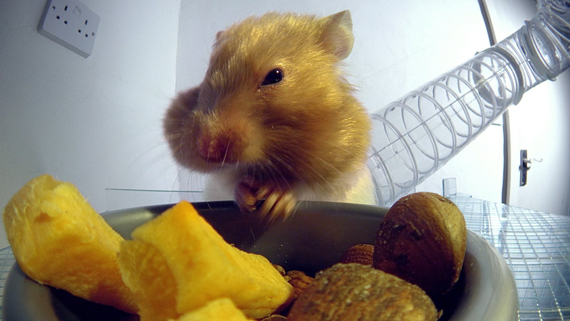 Using X-Rays to Show How Hamsters Are Able to Stuff Their Cheeks With a ...