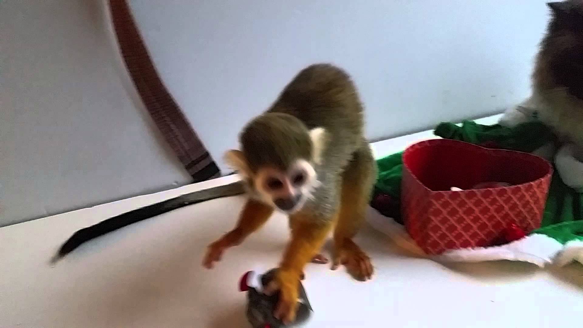 Tidy Monkey Neatly Puts His Toys Away in a Heart-Shaped Box ...