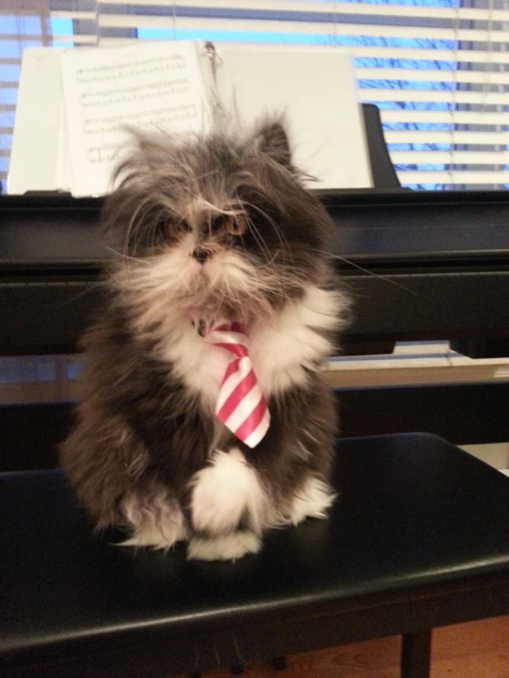 Atchoum, The Unique Cat With an Abundance of Hair and a Set of Piercing ...