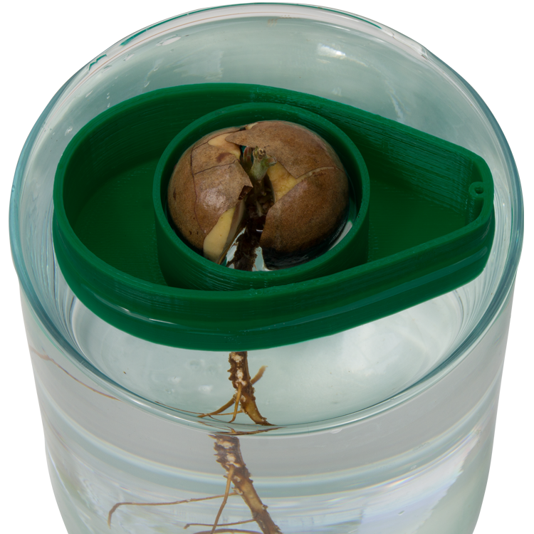 AvoSeedo, A Handy Tool to Make Growing Avocado Trees at Home Easier