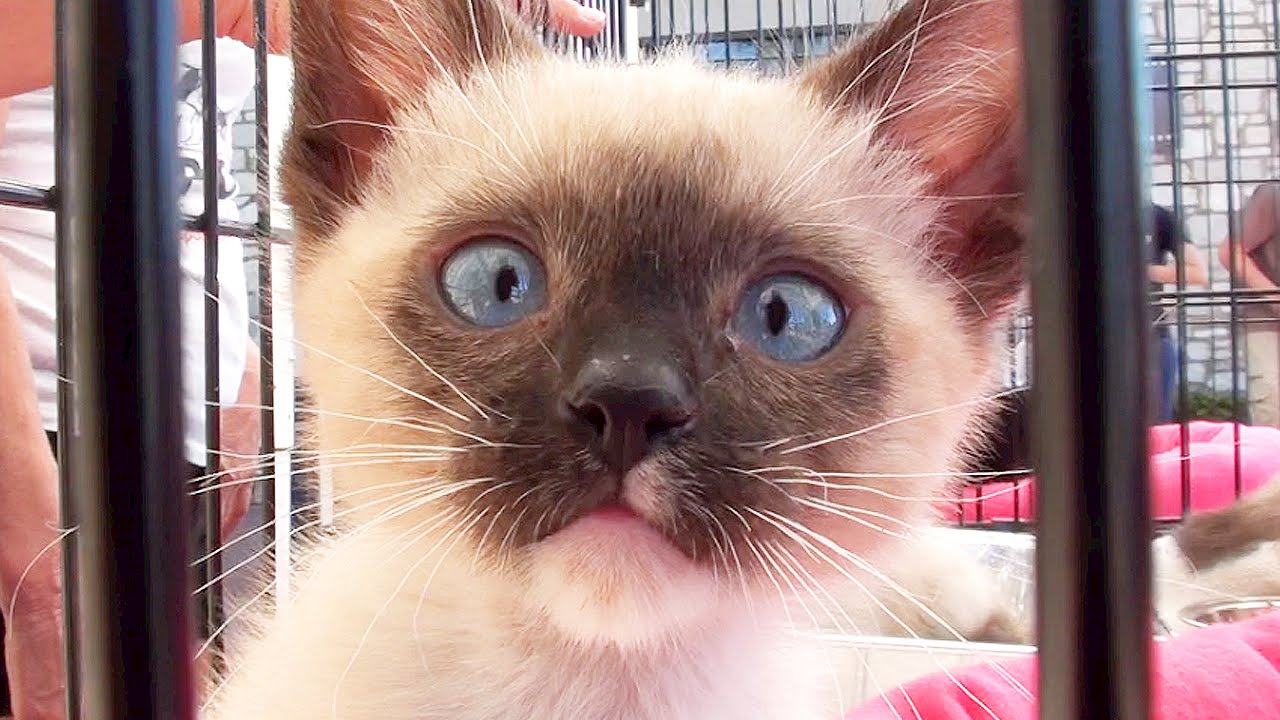 Cole and Marmalade's Human Explains the Importance of Getting Pets ...