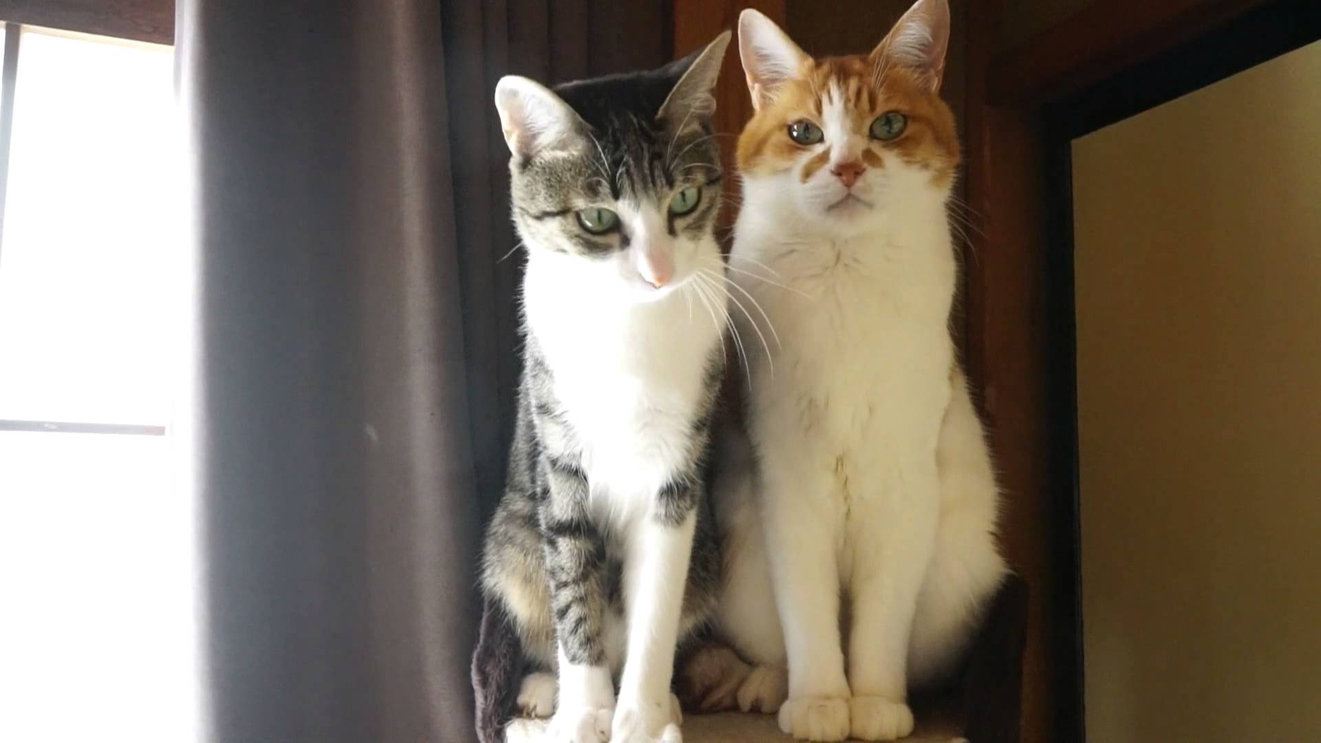 Deadpan Cat Finds No Enjoyment in His Hyper Sibling's Zany Antics