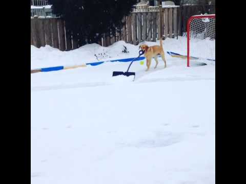 Helpful Dog Shovels the Snow From a Backyard Hockey Rink