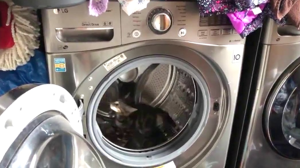 Big-Eared Kitten Uses a Front-Loading Washing Machine as His Own ...