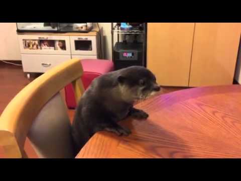 Persistent Otter Makes Several Attempts to Climb Atop the Kitchen Table ...