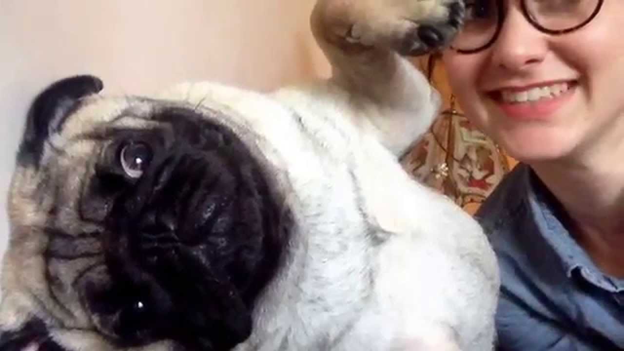 Perturbed Pug Repeatedly Refuses Kisses From His Very Affectionate Human