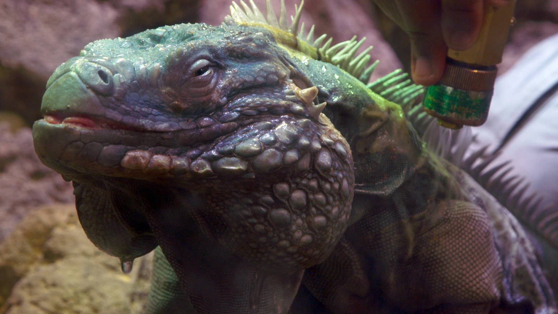 Reptile Rejuvenation, A Short Documentary Revealing the Warm ...