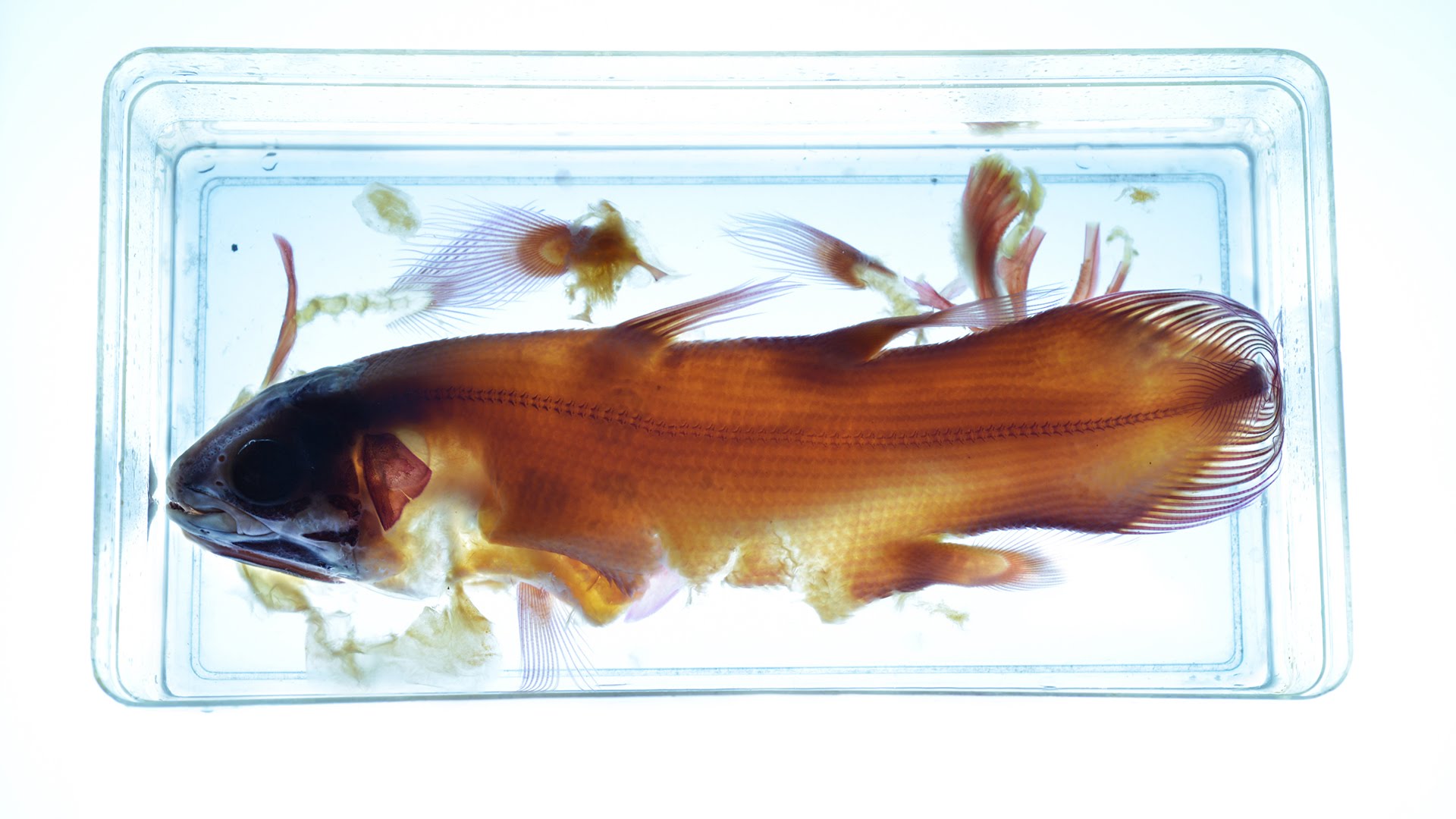 The Fascinating Tale of the American Museum of Natural History's Rare ...