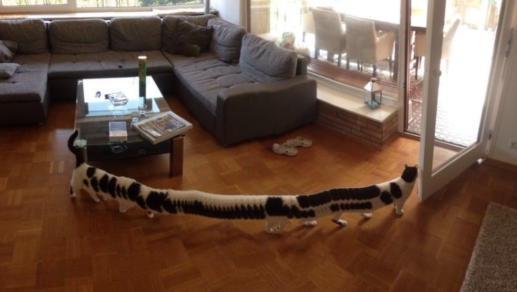 A Cat Walks Through a Panoramic Photo and Becomes a Hilarious, Many ...