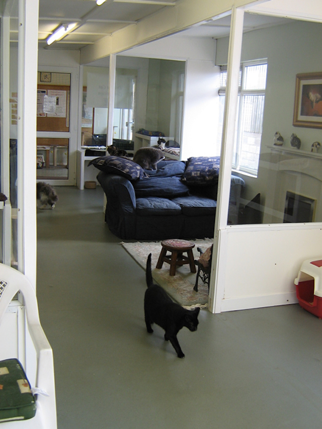 Lincolnshire Trust for Cats, A Retirement Home for Felines Who Outlive ...