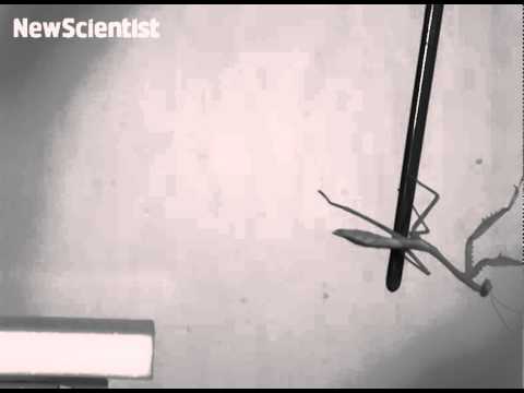A Praying Mantis Performs Complex Choreography to Complete a Jump