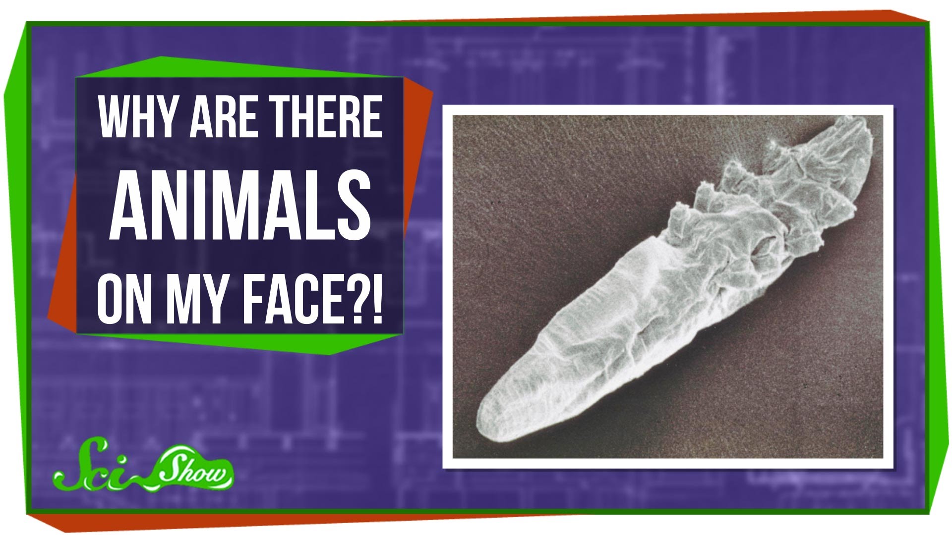 A Scientific Explanation for the Hundreds of Mites That Live on Human Faces