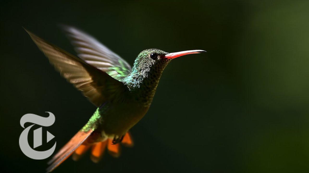 How Hummingbirds Hover in Turbulent Winds