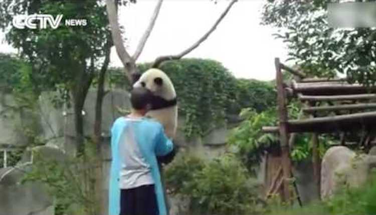 Affectionate Panda Requires a Big Hug From Her Caretaker Before She ...